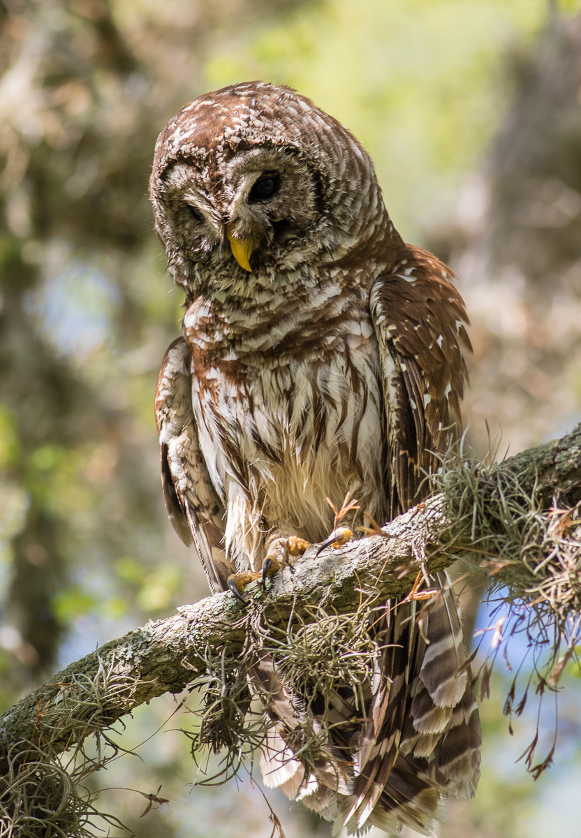Stephen F. Austin State Park, a Texas State Park located near Hempstead ...